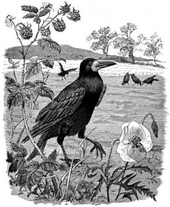 Drawing of a Rook - ReusableArt.com