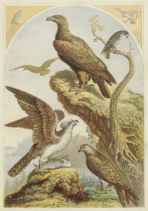 Birds of Prey Drawing - ReusableArt.com