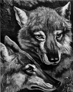 Pair of Foxes - ReusableArt.com