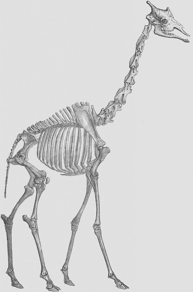 Giraffe Skeleton Drawing - ReusableArt.com