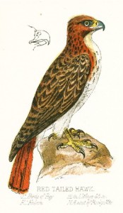 Red Tailed Hawk Drawing - ReusableArt.com
