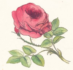 Copyright Free Rose Image - ReusableArt.com