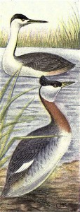 Grebe Drawings - ReusableArt.com