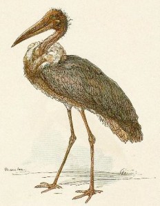 Stork Drawing - ReusableArt.com