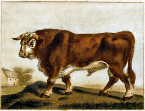 200 Year-Old, Vintage Ox Drawing - Free For Downloading