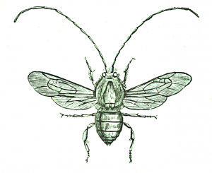 Green Bee Drawing - ReusableArt.com