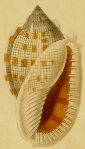 Public Domain White and Yellow Shell Drawing from 1822