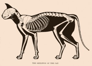 Cat Skeleton Drawing - ReusableArt.com