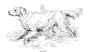 Setter Drawing - ReusableArt.com