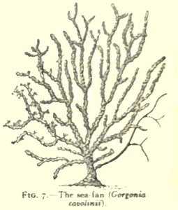 Vintage Sea Fan Drawing