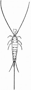 Vintage Silverfish Drawing