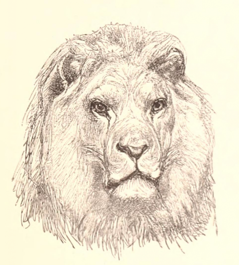 Public Domain Stunning Lion Head Drawing by Rosa Bonheur