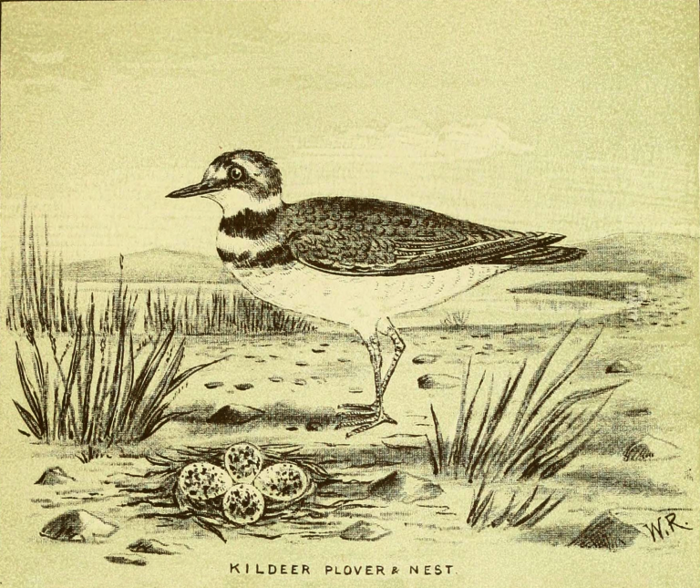Vintage Killdeer Plover Nest Drawing