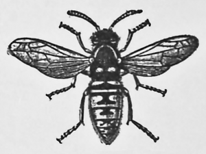 Vintage Red Wasp Drawing - Another Great Bee Image from ReusableArt.com