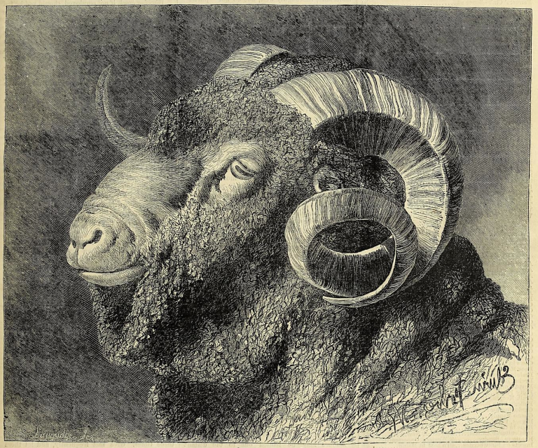 Vintage Horned Merino Ram Drawing