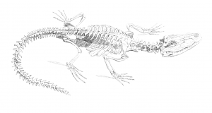 Vintage 1856 Caiman Skeleton Drawing from ReusableArt.com