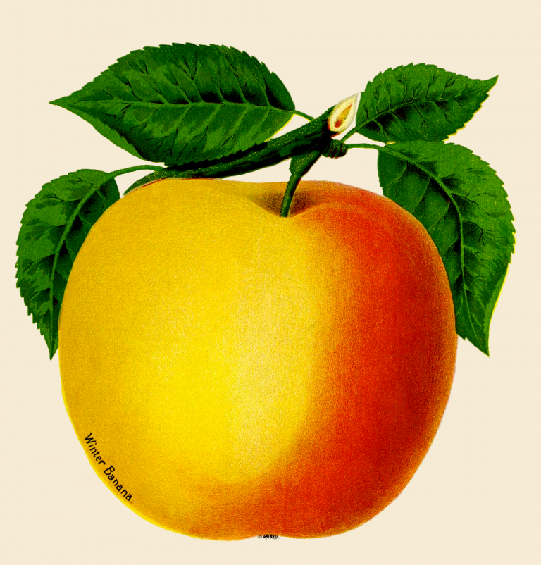 Beautiful Yellow Apple Drawing - A Winter Banana Apple from 1893
