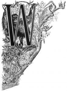 Wild Monkey W Image - Page-sized Drop Cap W Image
