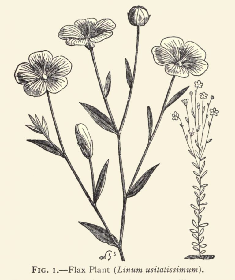 Public Domain Black and White Flax Flowers Drawing