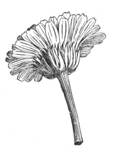 Public Domain, Black and White Flower Head Drawing